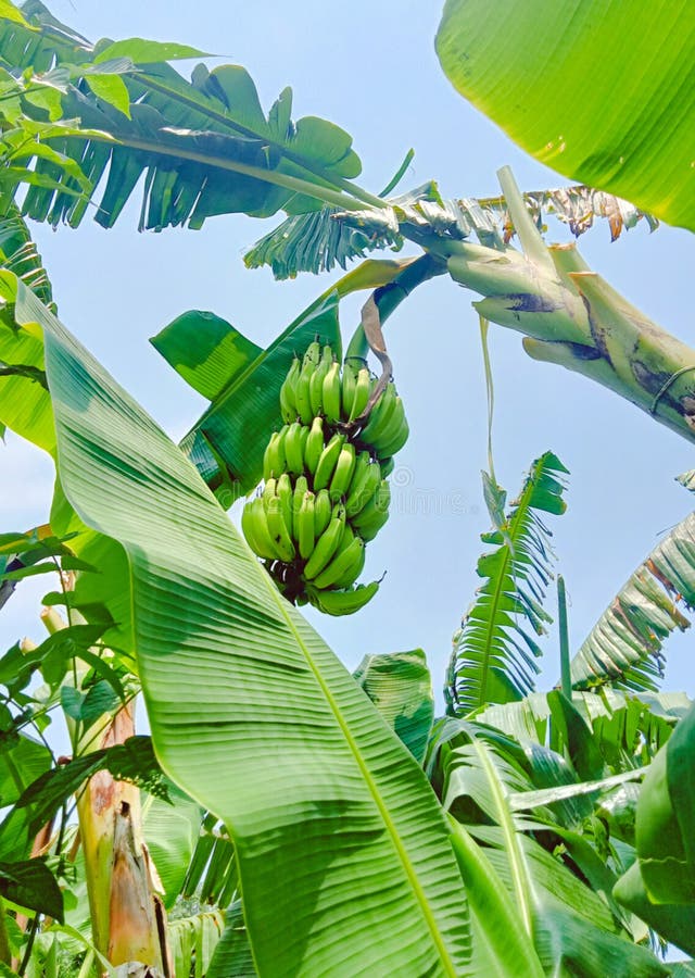 Beautiful bananas tree stock image. Image of tree, flower - 280263261
