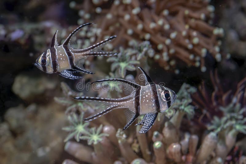 Beautiful Banggai Cardinal Fish Stock Photo - Image of blue, damselfish ...
