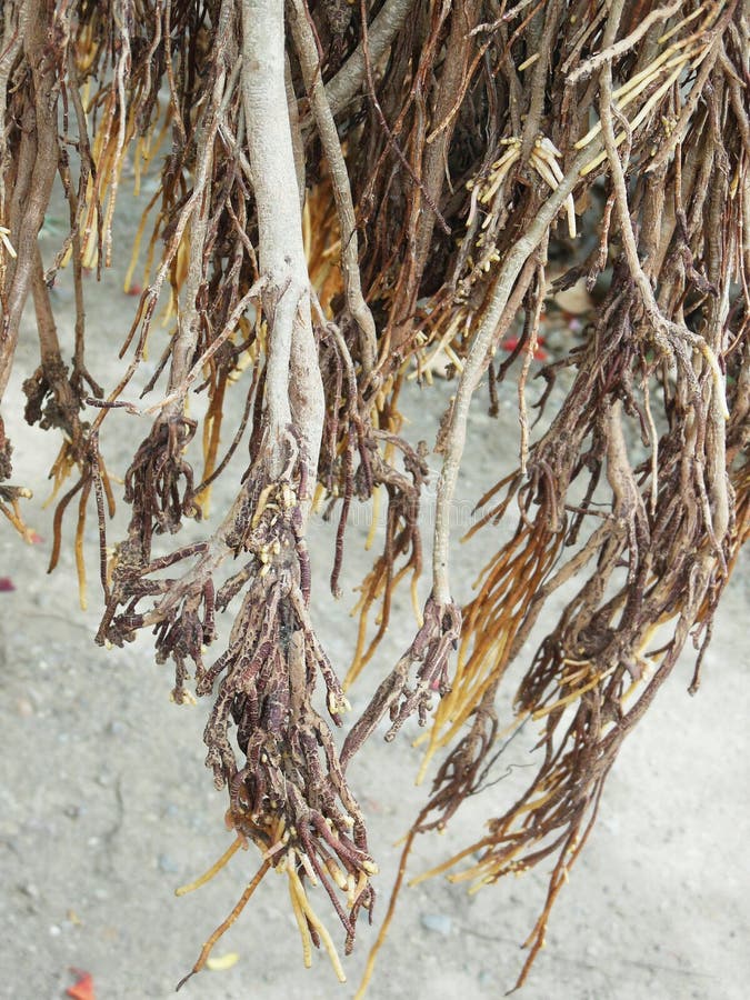 Old Trees and Roots, Sinharaja National Park Rain Forest, Sri Lanka ...