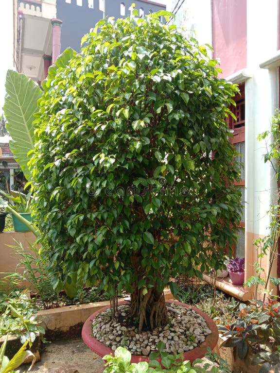 Beautiful Banyan Tree in a Big Pot Stock Photo - Image of tree ...