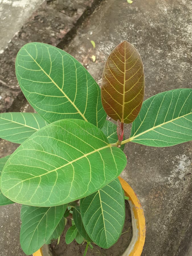 Beautiful Banyan Tree in the Pot Stock Image - Image of food, evergreen ...