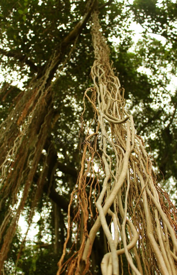 Banyan tree roots stock image. Image of appearance, branches - 60803747