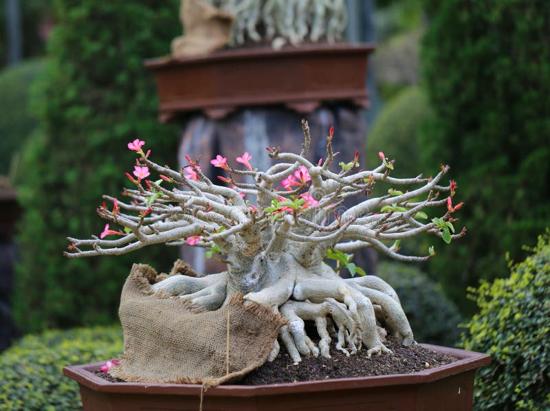 Beautiful Banzai Tree with Pink Flowers Up Stock Image - Image of ...