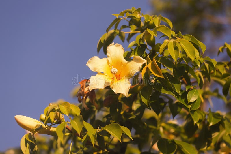 Beautiful Flowers of the Baobab Tree. Stock Photo - Image of fruit ...