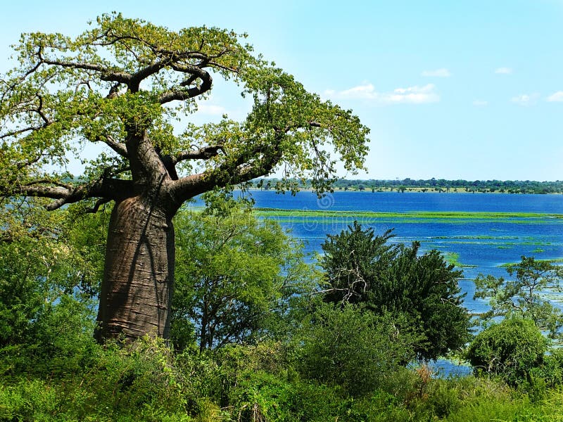 Baobab tree in Botswana stock photo. Image of large, branches - 14118208