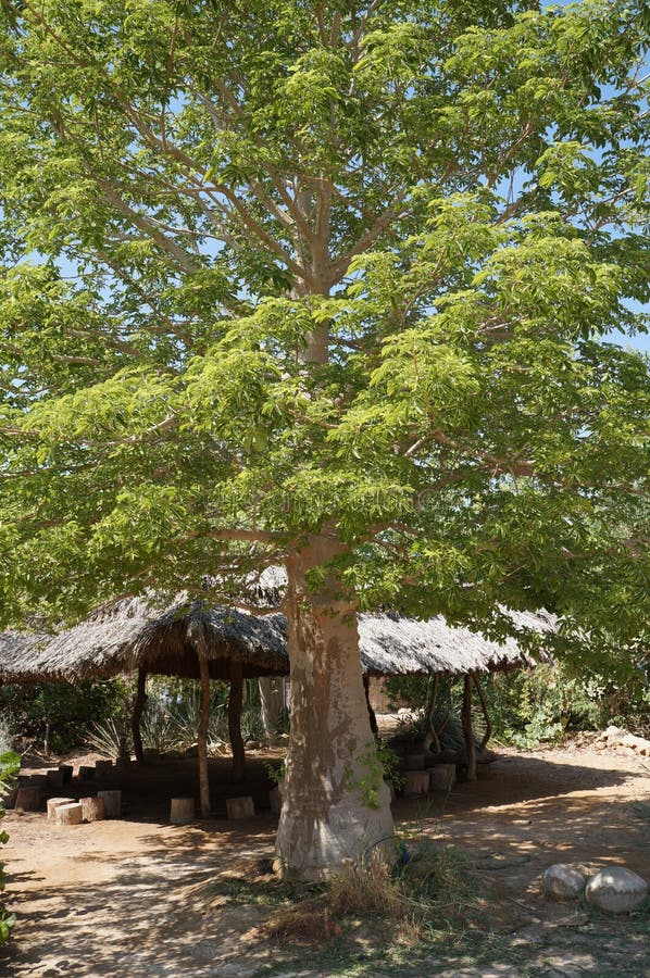 Beautiful baobab tree stock photo. Image of angola, reserve - 77356984