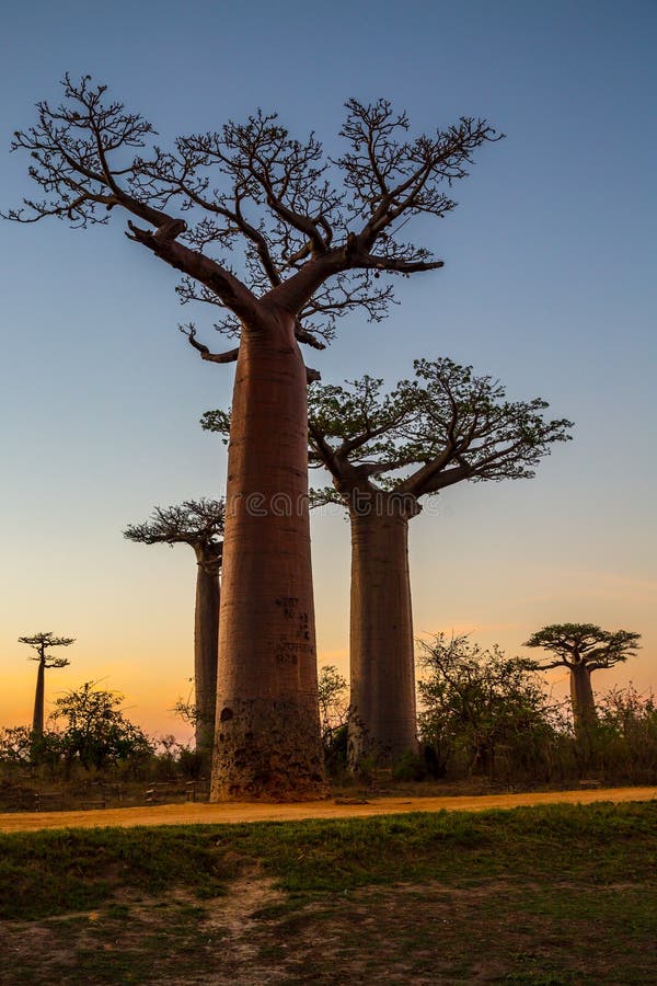 Beautiful Baobab Trees at Sunset Stock Image - Image of exotic ...