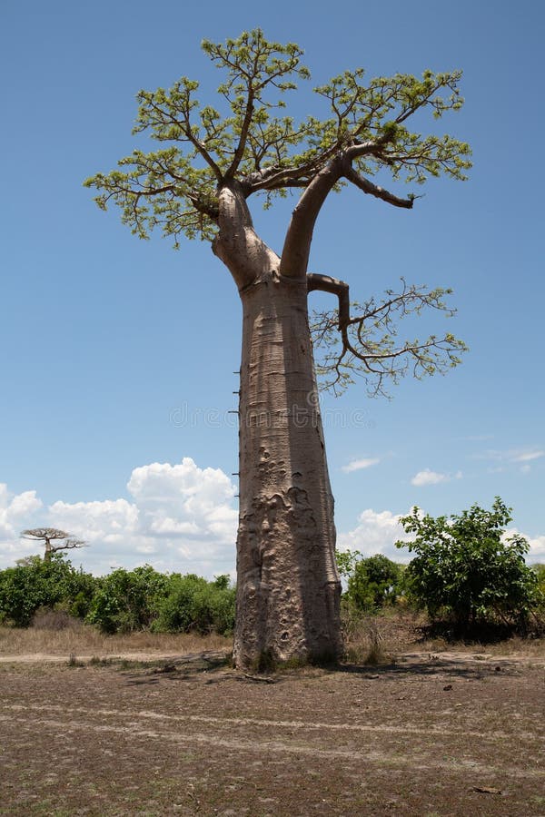 Beautiful Baobab Trees at Sunset Stock Image - Image of panorama ...