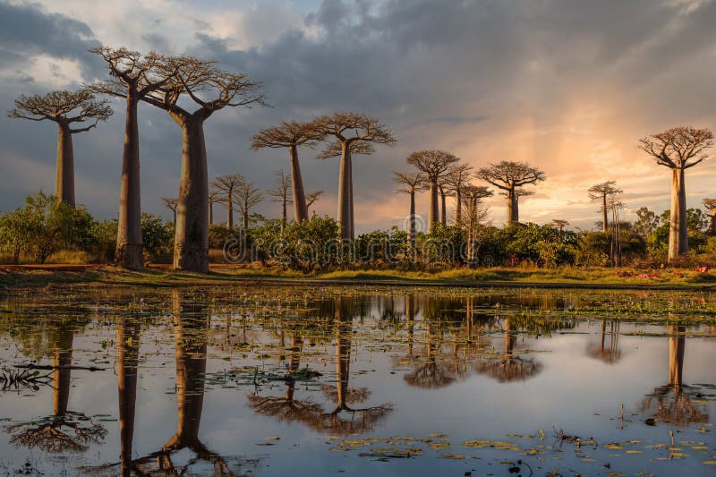 Beautiful Baobab Trees at Sunset at the Avenue of the Baobabs in ...