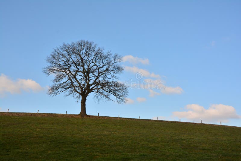 Beautiful Bare Tree with Long Branches on a Rural Green Field Under a ...