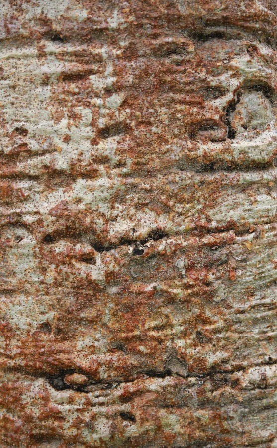 Beautiful Bark of the Baobab Tree Stock Image - Image of nature ...