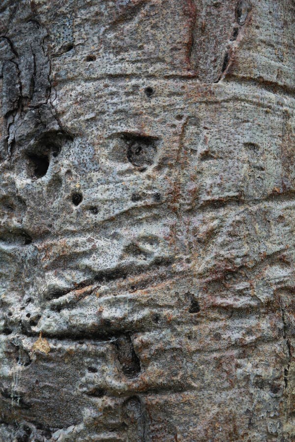 Beautiful Bark of the Baobab Tree Stock Photo - Image of garden ...