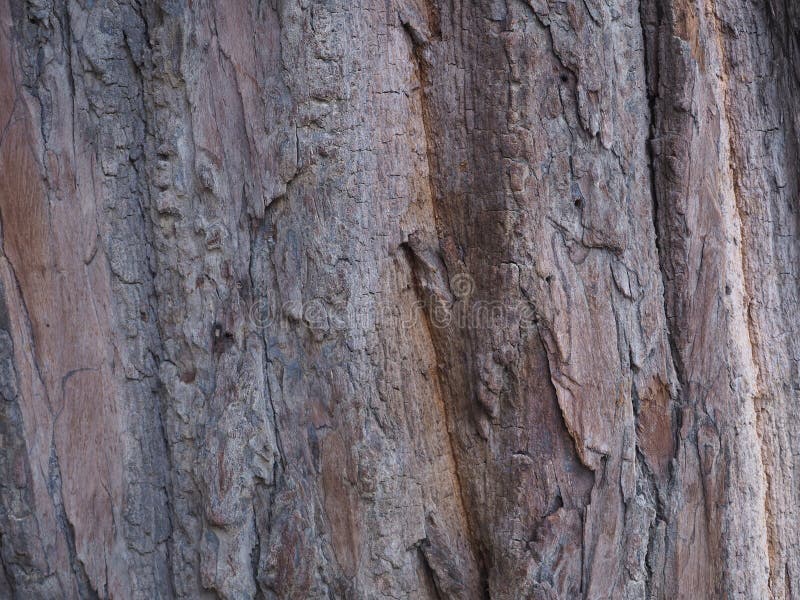 Beautiful bark brown wood stock photo. Image of green - 91714376