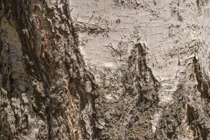 Cracked and Quite Rough Birch Bark on a Tree Trunk . Stock Image ...