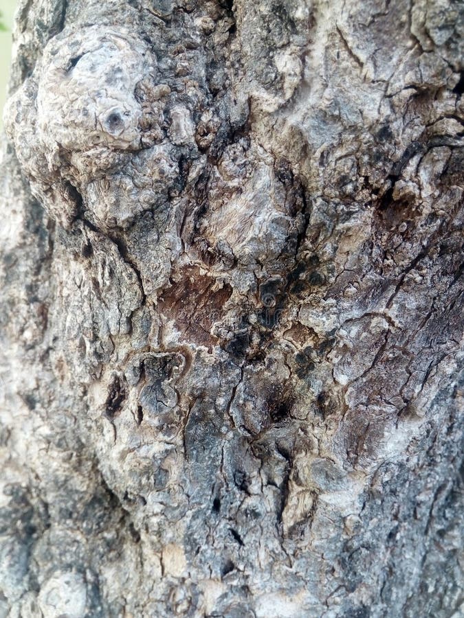 Beautiful bark stock photo. Image of nature, beautiful - 84100272