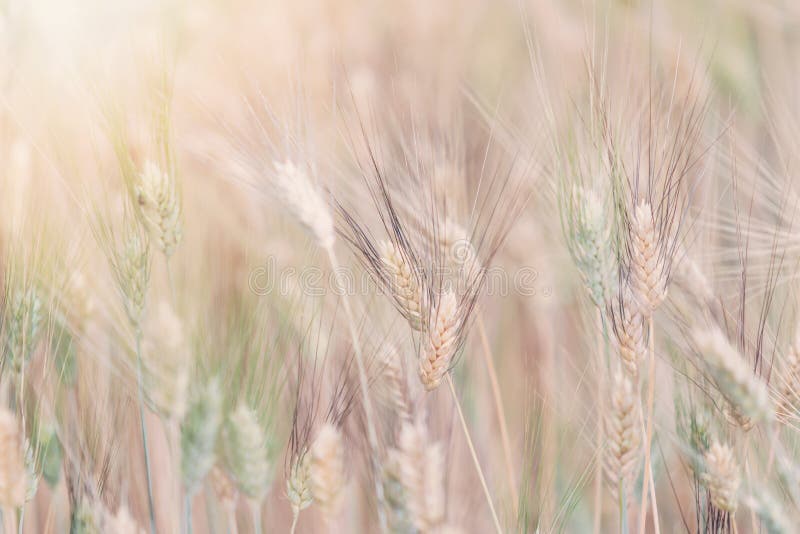Beautiful Barley field stock photo. Image of chiang, harvest - 68729358
