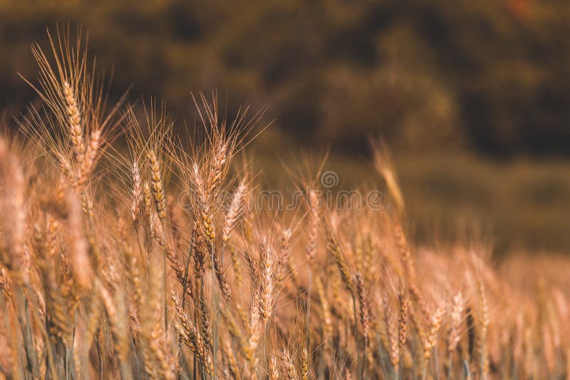 Beautiful Barley Field in Sunset Stock Photo - Image of food ...