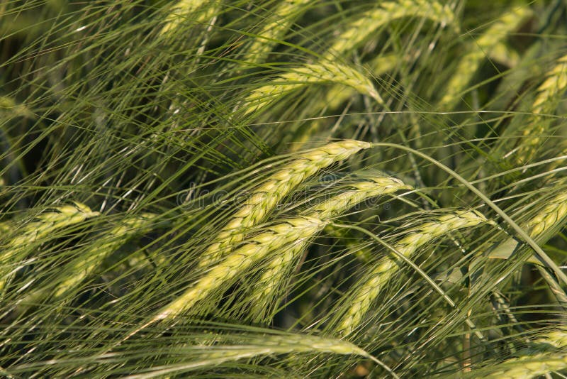 Beautiful Barley field stock image. Image of harvest - 88610741