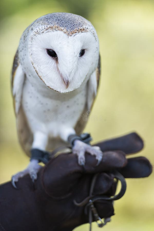 Beautiful Barn Owl stock image. Image of feather, wildlife - 144790709