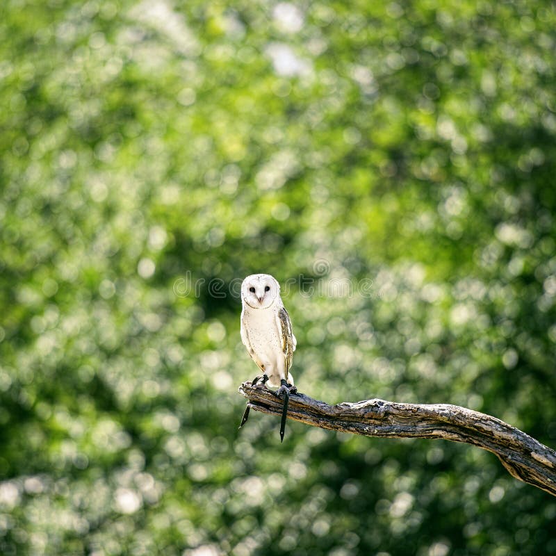 Beautiful Barn Owl stock photo. Image of barn, animal - 144790838