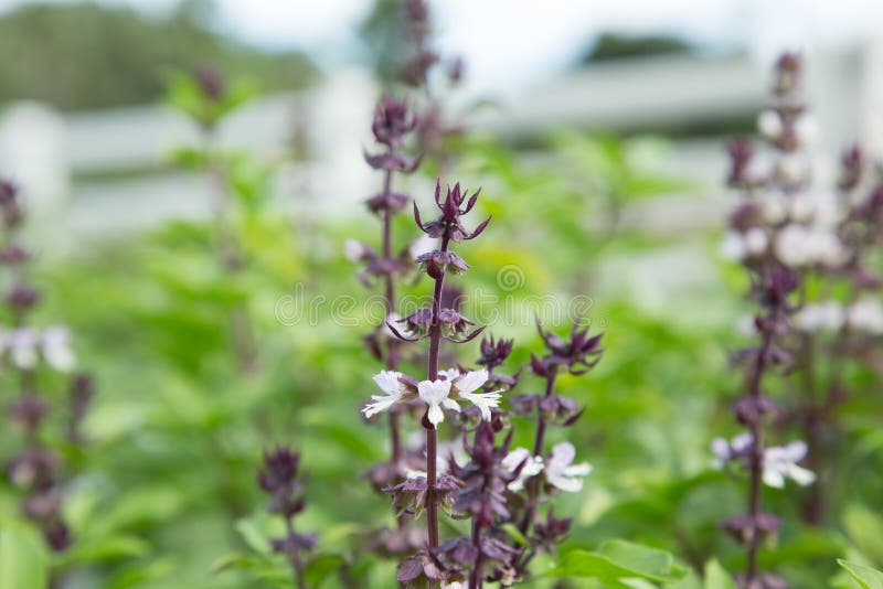 Beautiful basil flower. stock image. Image of agriculture - 43291203