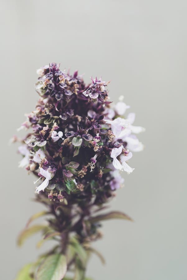 Beautiful Basil Flowers Blossom in a Garden Stock Image - Image of ...