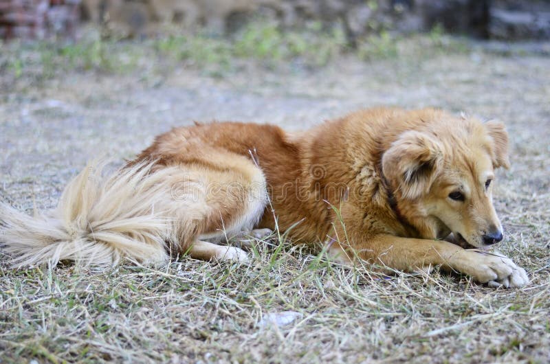 Beautiful Basque Shepherd Dog Resting on the Ground Stock Image - Image ...