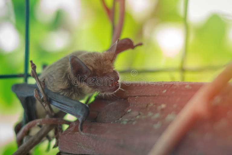 Muzzle Bat Close Up in Nature Stock Image - Image of closeup, animal ...