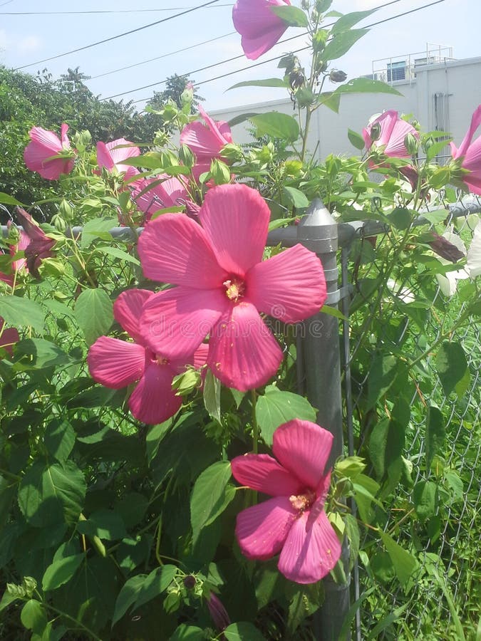 A Beautiful Batch of Flowers Stock Photo - Image of batch, beautiful ...