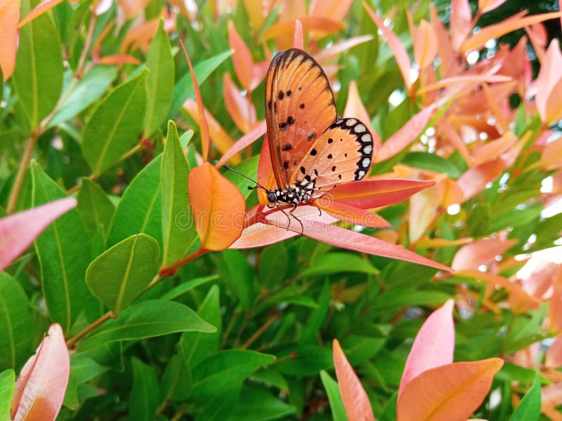 Beautiful Batterfly stock image. Image of beautiful - 307342941