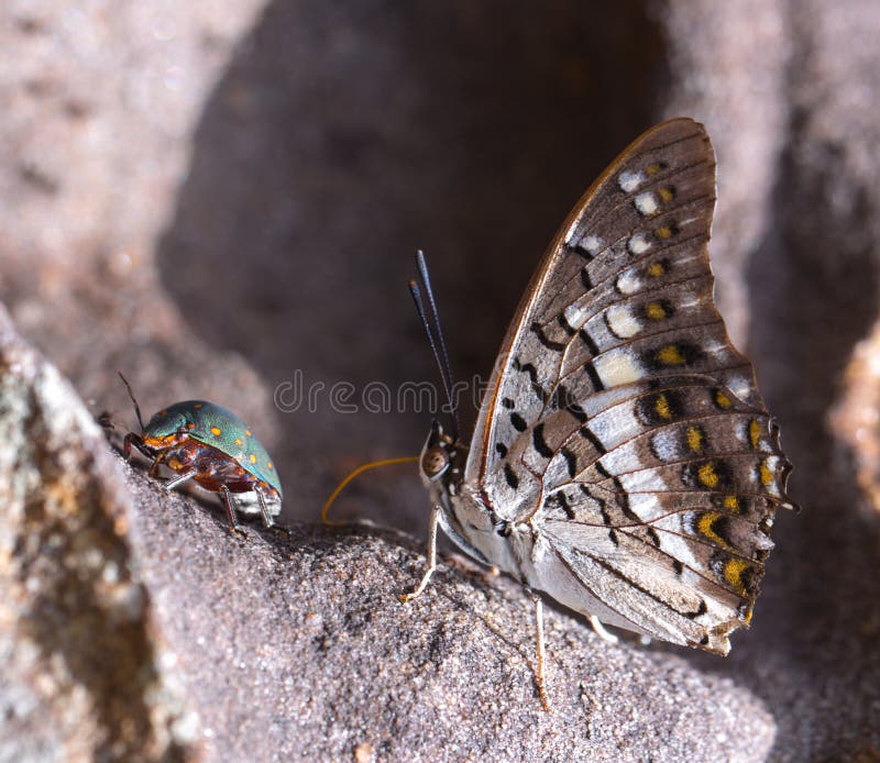 Beautiful battrefly stock image. Image of book, borg - 58476281