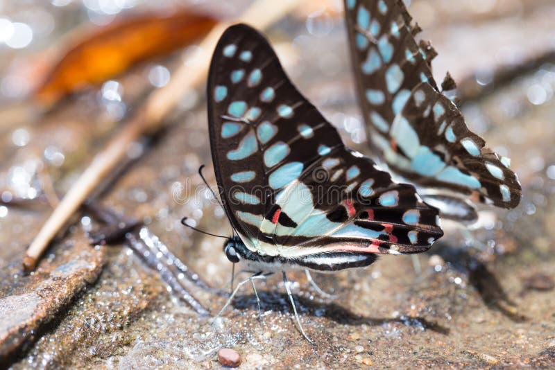 Beautiful battrefly stock photo. Image of bock, bodge - 58480624