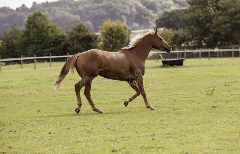 Two Beautiful Bay Horses in Profile Stock Photo - Image of countrysiden ...