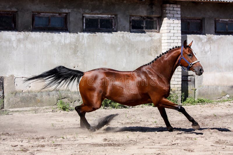 Beautiful Bay Horse Playfully Running Stock Photo - Image of brown ...