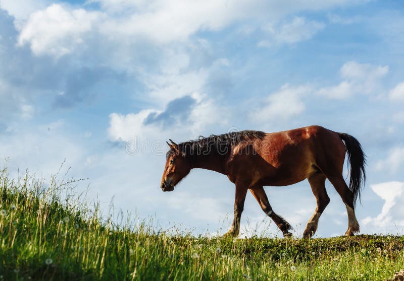Beautiful Bay Horse Running on the Field Stock Image - Image of equine ...