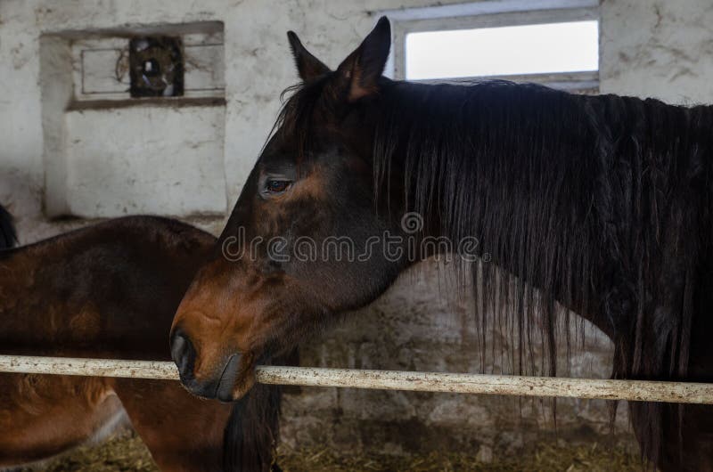 Beautiful Bay Horse Standing in the Stable Stock Image - Image of ...