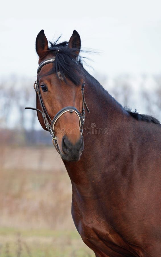 Beautiful bay horse stock photo. Image of beauty, pets - 32210492