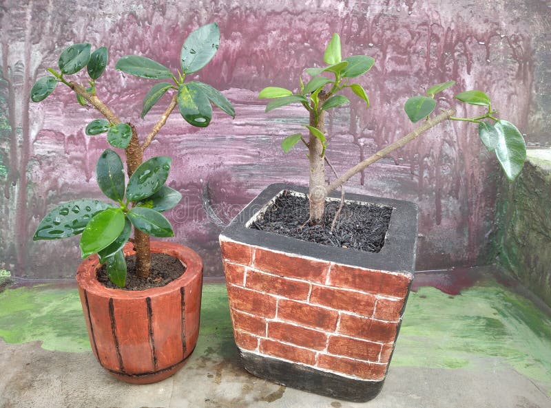 Beautiful Bayan Tree in Pots Stock Image - Image of garden, shrub ...