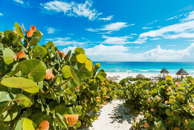 Beautiful Beach in Cancun . Stock Image - Image of plants, cancun: 61863457