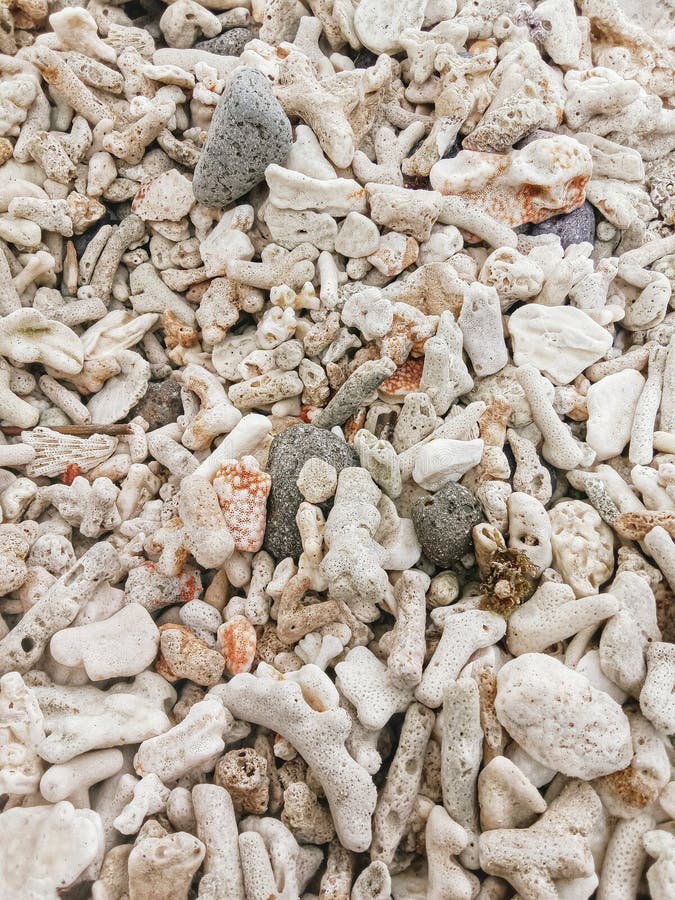 Beautiful Beach Coral with a Variety of Unique Shapes Stock Image ...