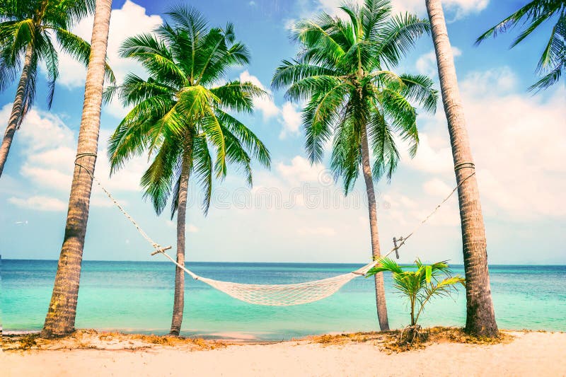 Beautiful Beach. Hammock between Two Palm Trees on the Beach Stock ... Beautiful Beach. Hammock between Two Palm Trees on the Beach Stock ...