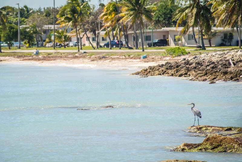 Beautiful Beach and Ocean Scenes in Florida Keys Stock Image - Image of ...