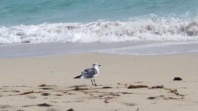 Beautiful Beach and Ocean Seagull Waves Rolling Stock Photo - Image of ...