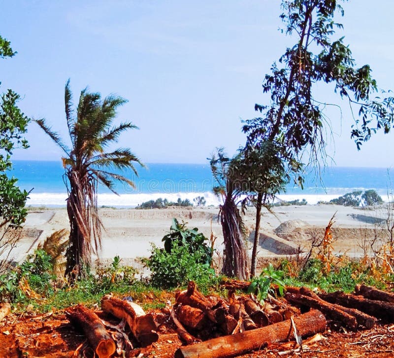 Beautiful Beach with Palm Trees Stock Photo - Image of tourism, nature ...