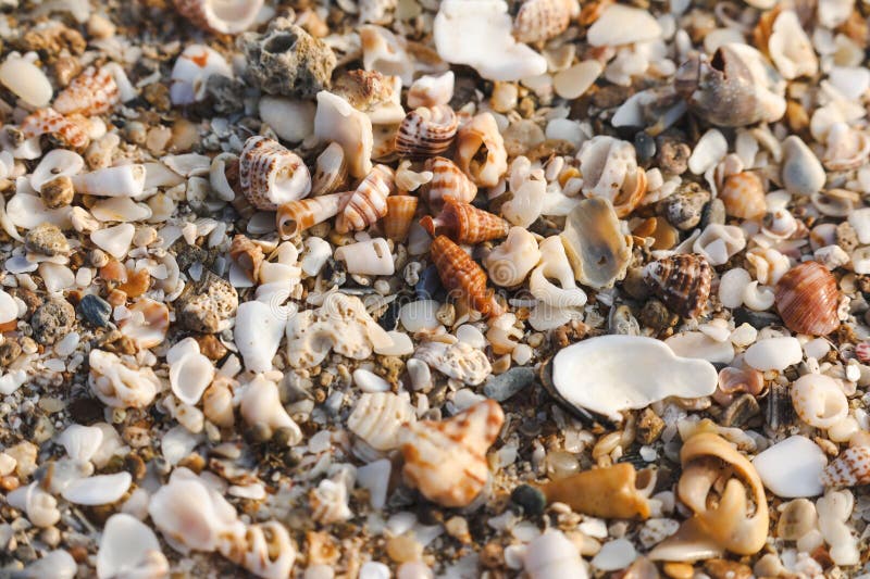 Beautiful Beach Scene Featuring an Array of Colorful Shells Scattered ...