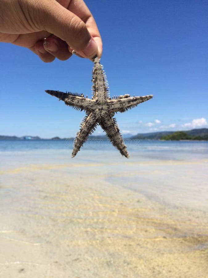 Beautiful Beach and Star Sea Water Traveling Stock Image - Image of ...
