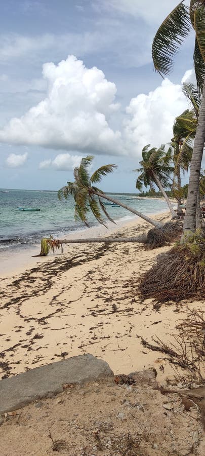 Beautiful Beach Tree Coconut in Rote Indonesia Stock Photo - Image of ...