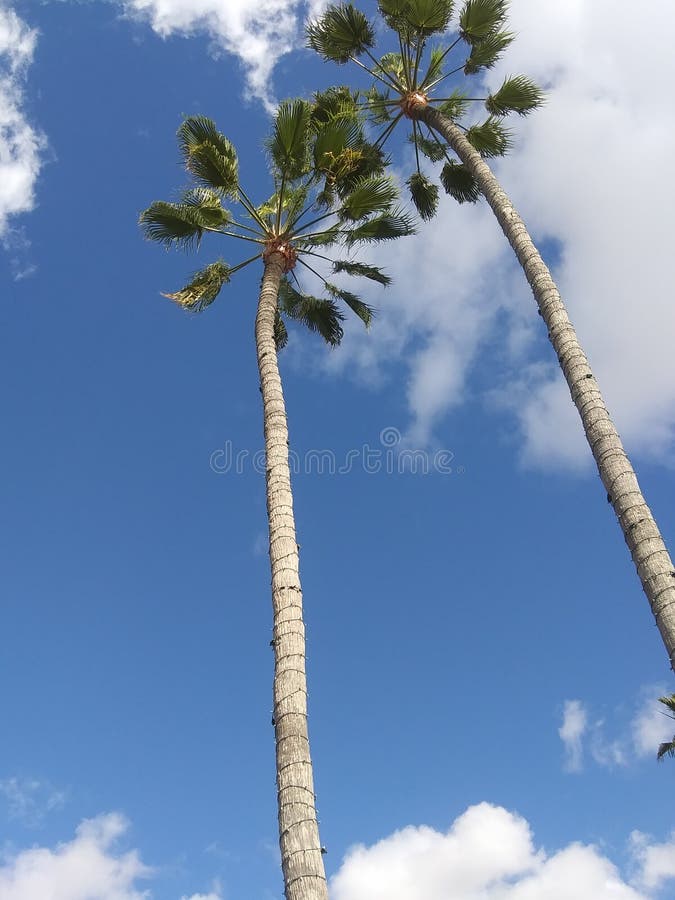 Beautiful Beach Trees of Cali Stock Image - Image of nature, line ...