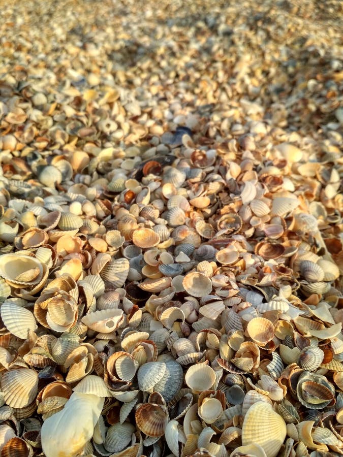 Beach stock image. Image of shells, beautiful, covered - 128709279