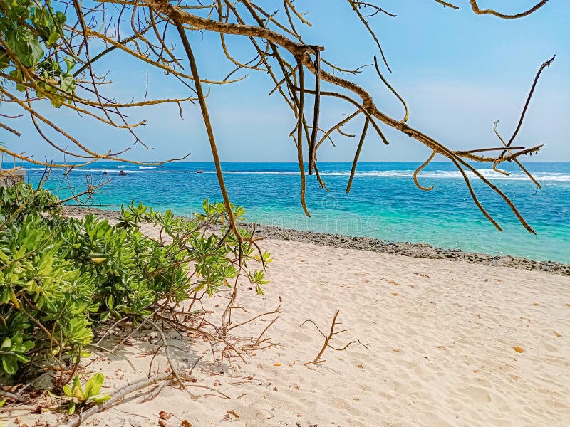 Beautiful Beachside and Branch with Blue Water Stock Photo - Image of ...